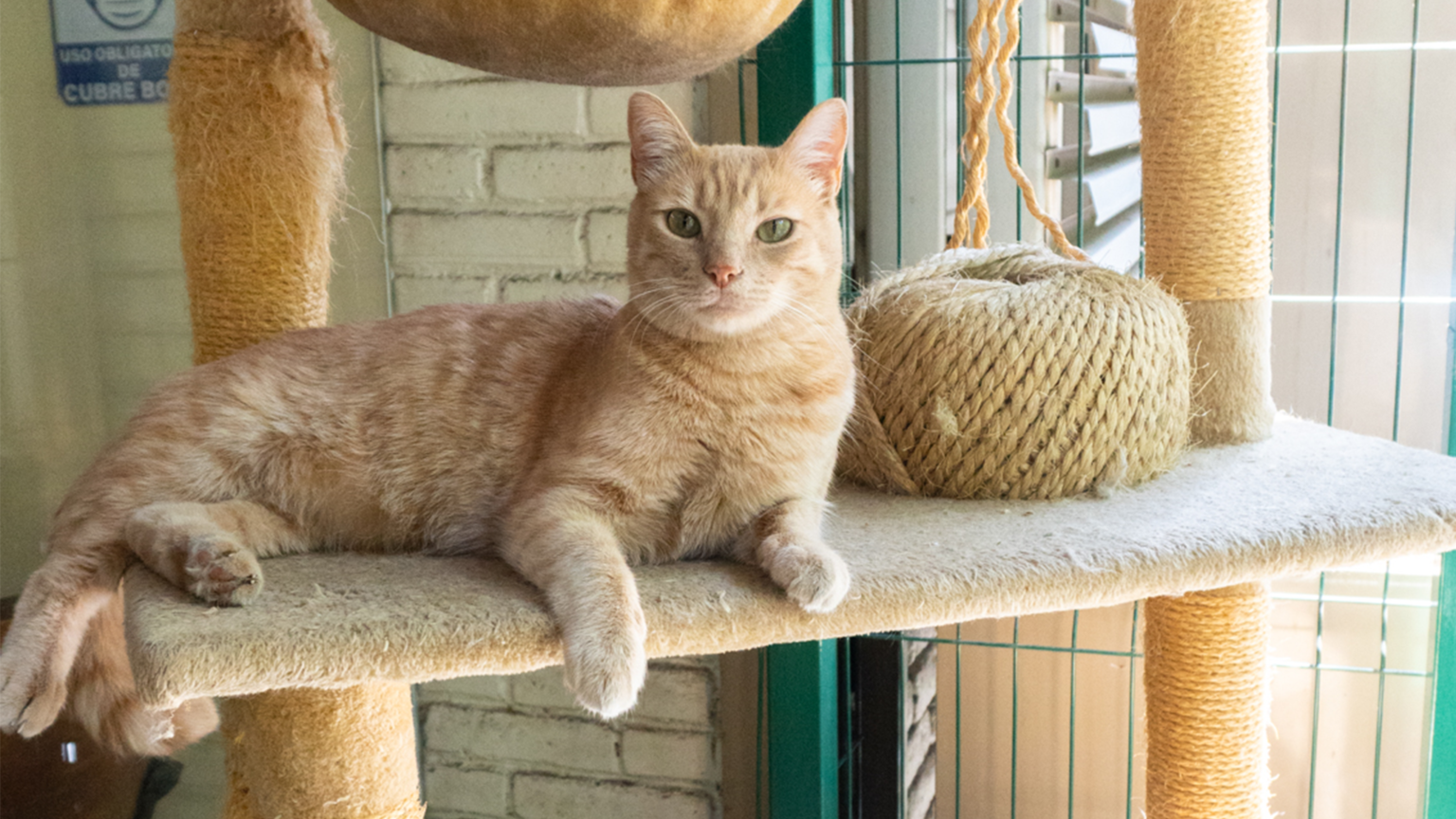 Hospital para Gatos en CDMX – Hospital para gatos CDMX